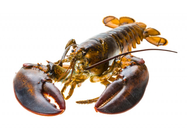 Costo e prezzo Astice Americano - Valori nutrizionali e calorie Astice ...